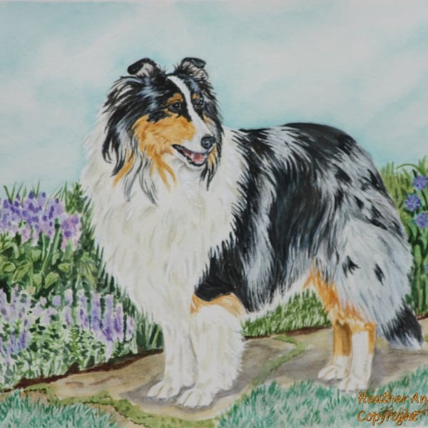 Sheltie Art Print - Etsy