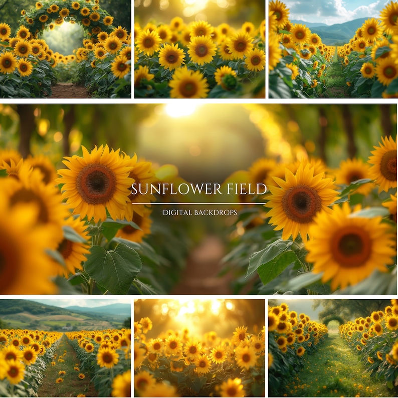 Sunflower Field Digital Backdrops for Composite Photography, Summer ...