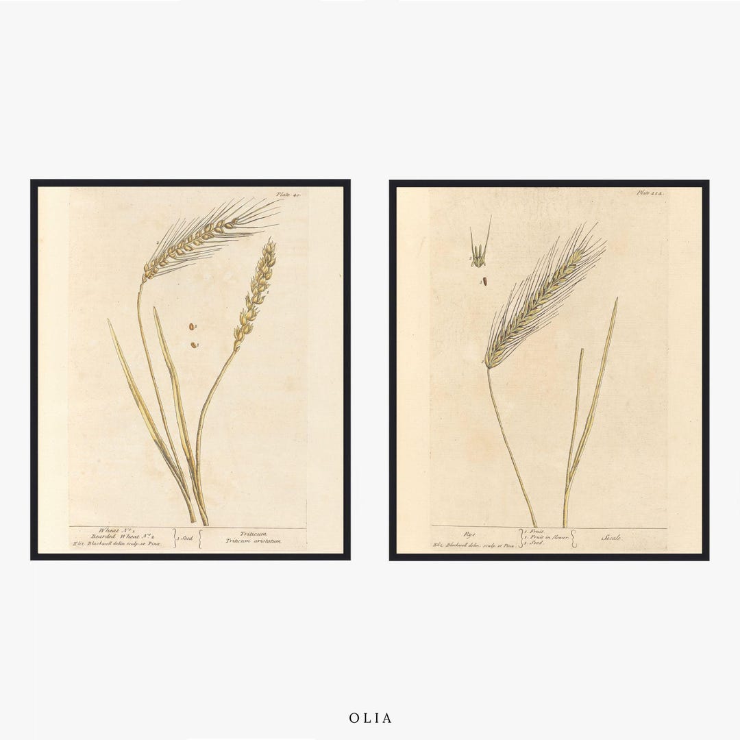 Wheat and Rye SET of 2 | Botanical Artwork | Garden Art Print | Wheat ...