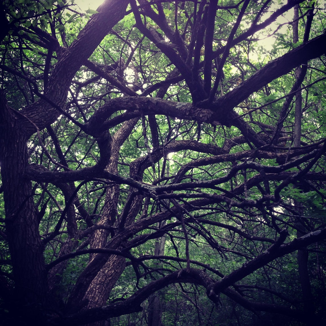 Forest Fingers Tree Branches Forest Photograph | Etsy
