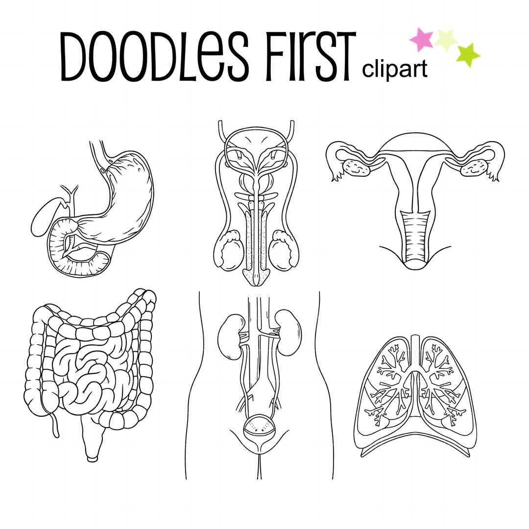 Human Organ Anatomy Outline Drawing Clip Art for Scrapbooking Card ...