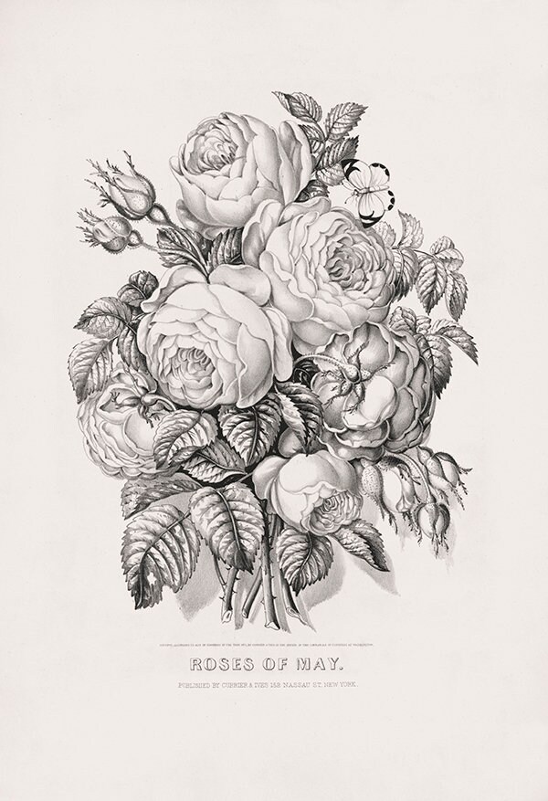 Roses of May Currier & Ives 1870 Poster Art Print - Etsy