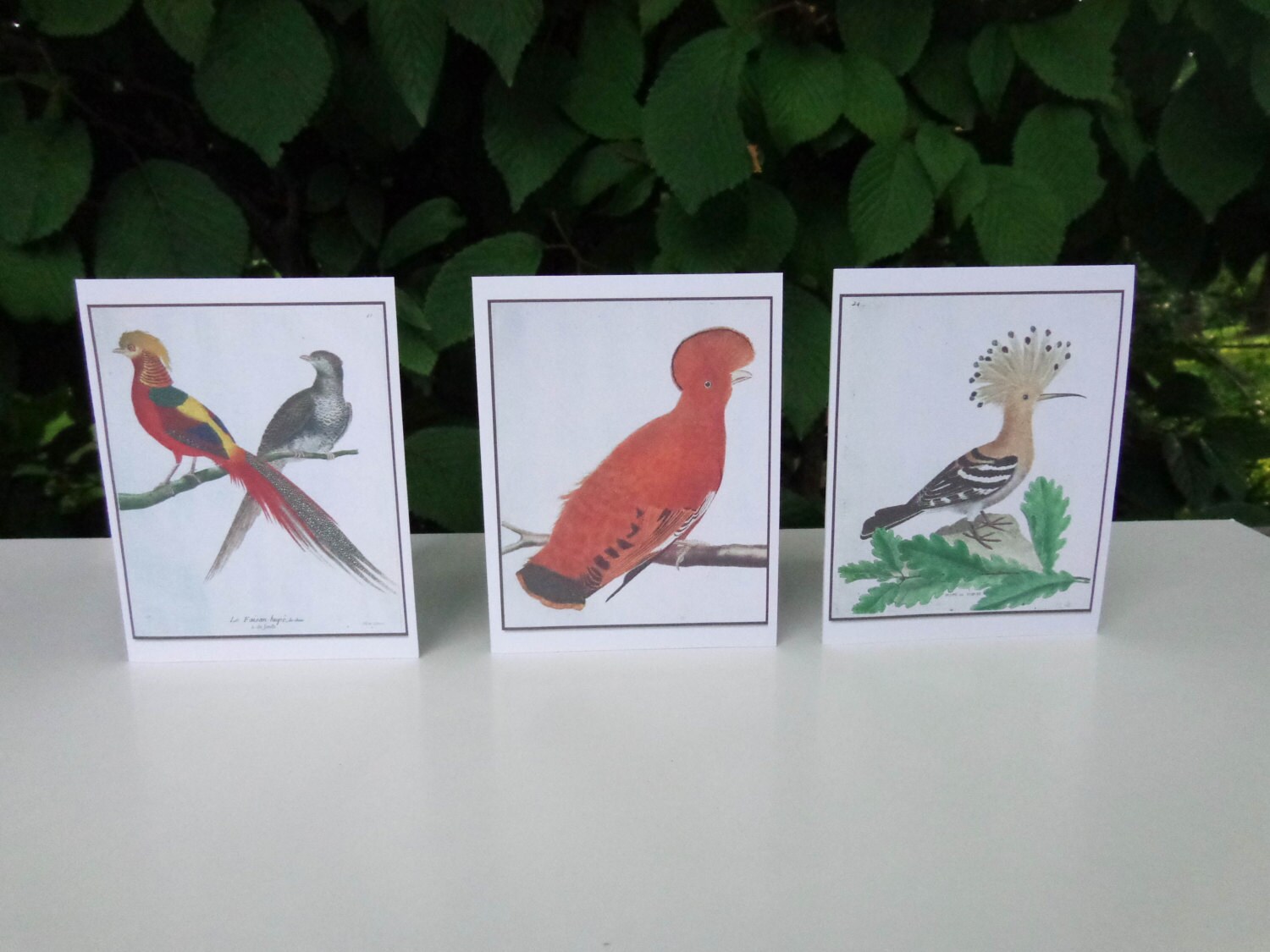 Exotic Birds-blank Cards-set of Five - Etsy