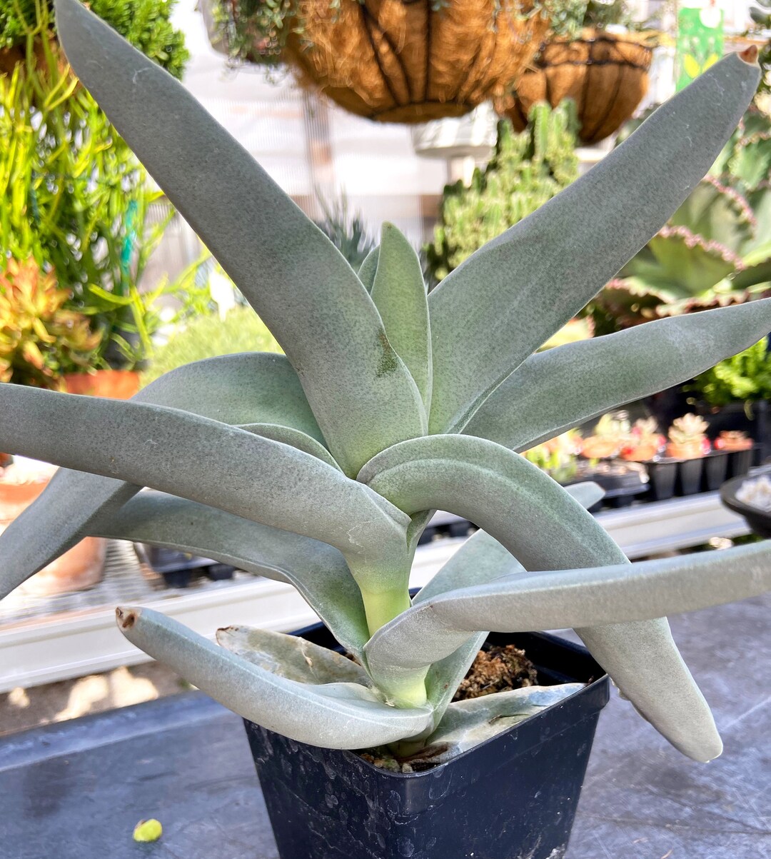 Unique/crassula Falcata/airplane Plant/propeller Plant/24 Tall and Wide ...