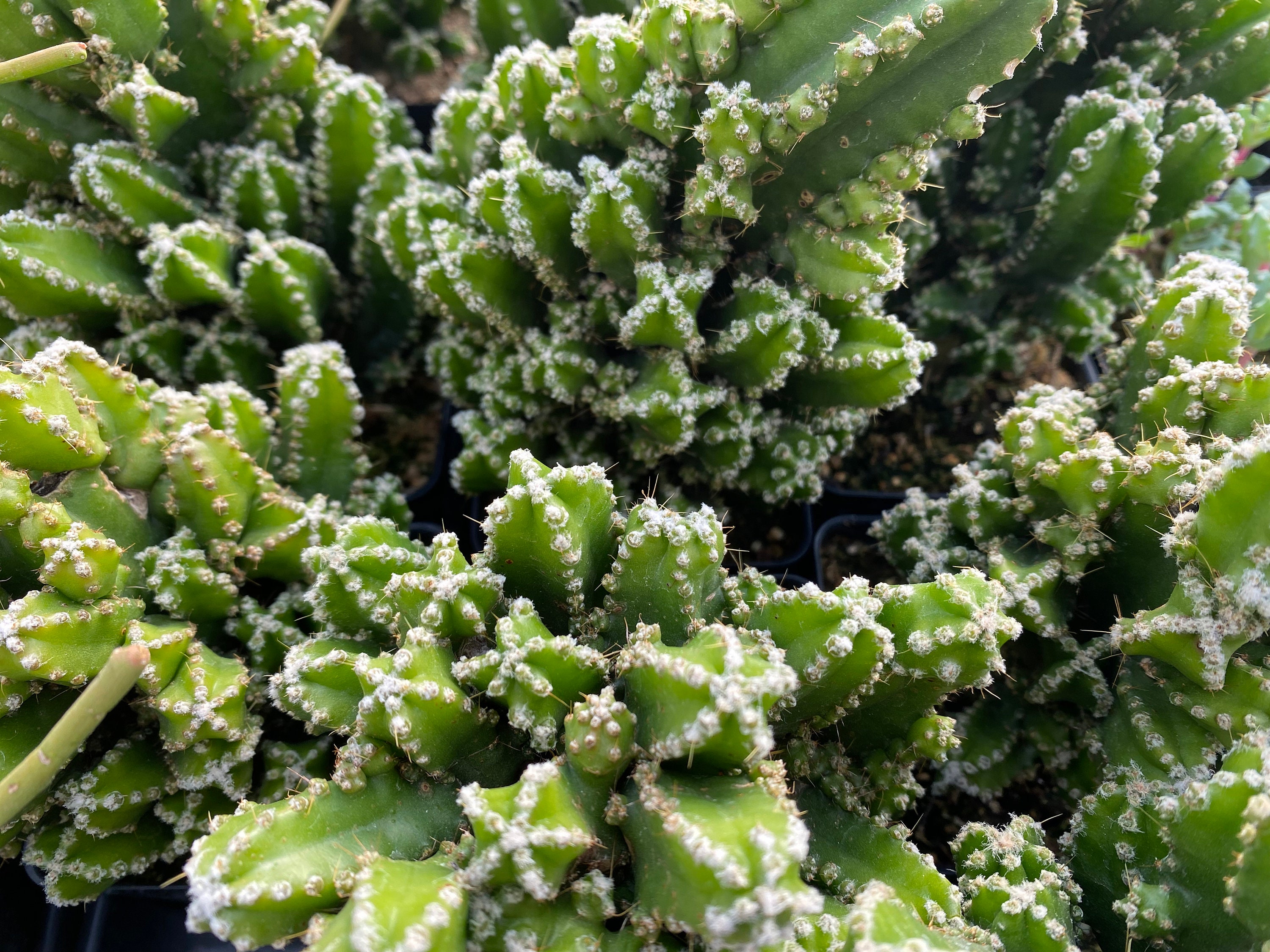 RARE & Unique/fairytale Cactus/barbed Wire Cactus/triangle Cactus ...