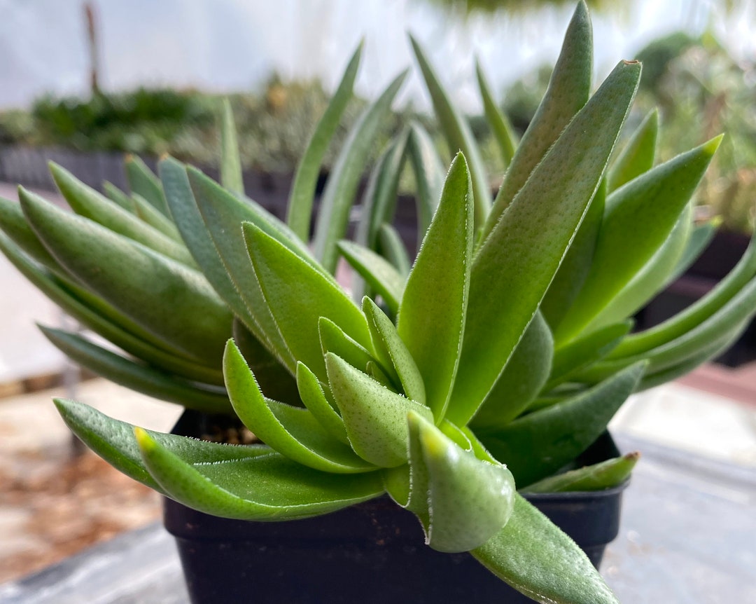 RARE Sharks Tooth Succulent/rooted Succulent/4 Tall/3 to 4 Branches/4 ...