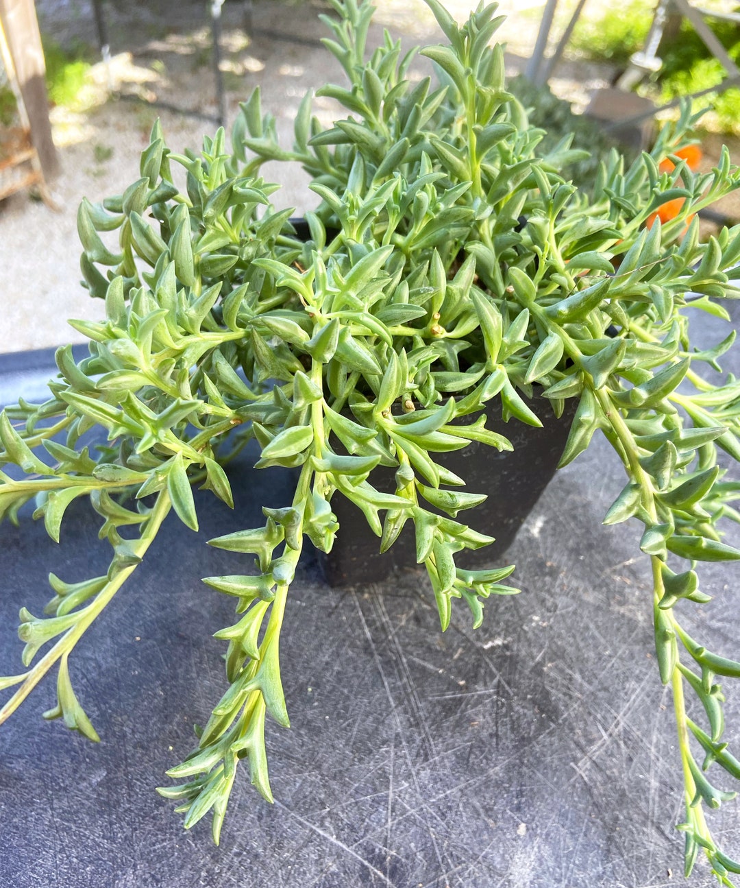 CUTE String of Dolphins/senecio Peregrinu/rooted Succulent/ 4”to 7 ...