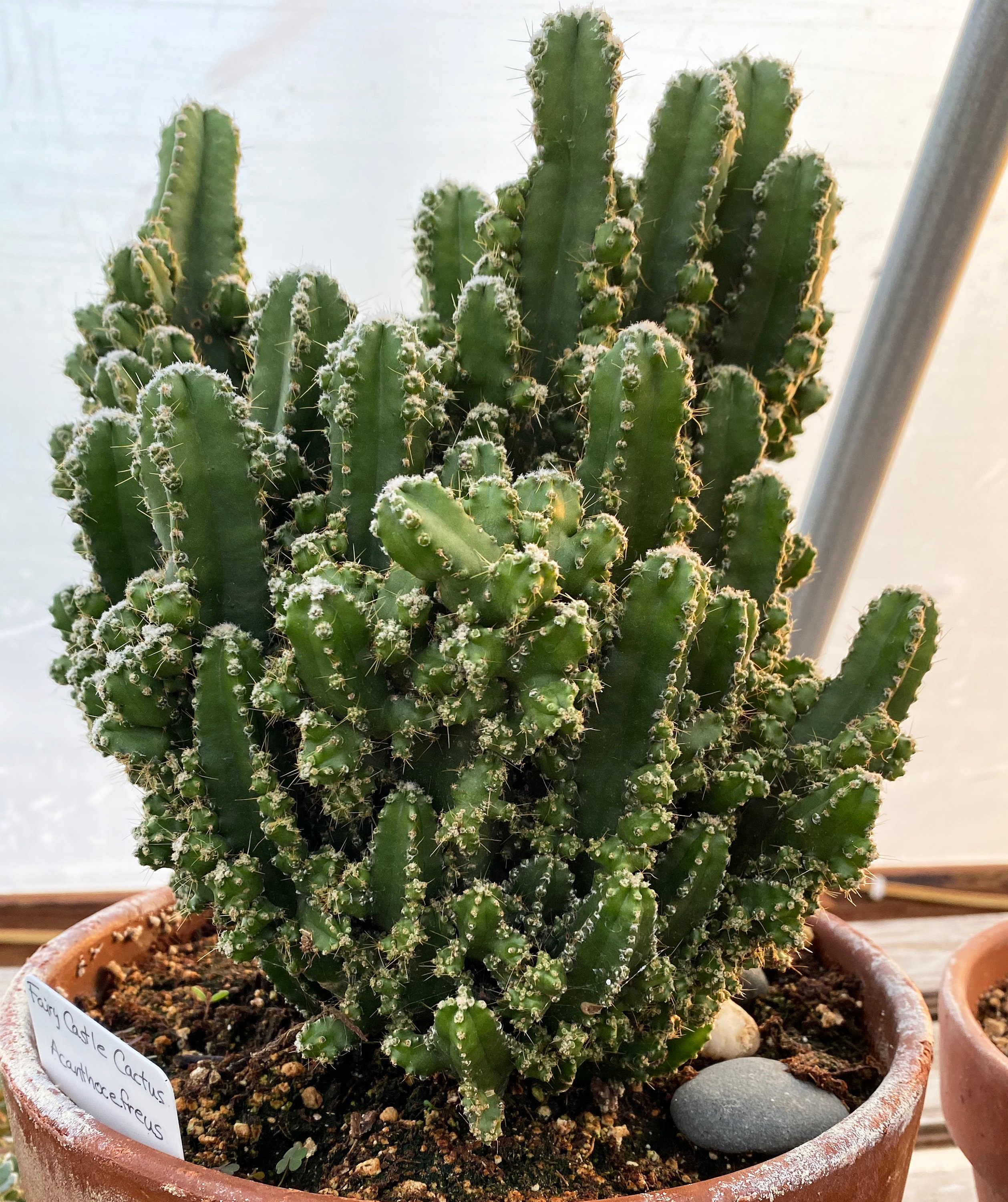 RARE & Unique/fairytale Cactus/barbed Wire Cactus/triangle Cactus ...