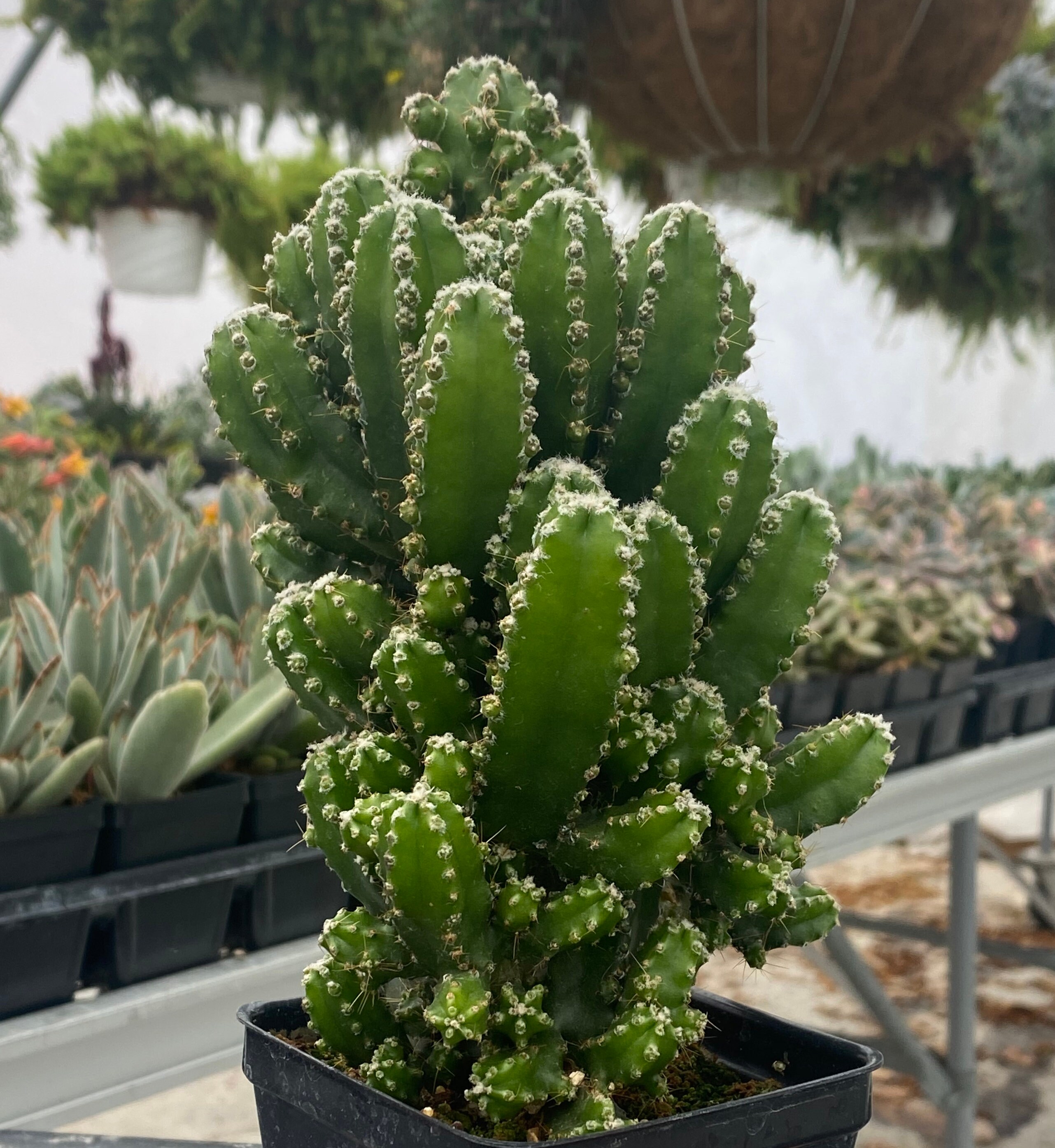 RARE & Unique/fairytale Cactus/barbed Wire Cactus/triangle Cactus ...