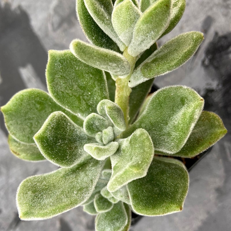 Fuzzy Succulent - Etsy