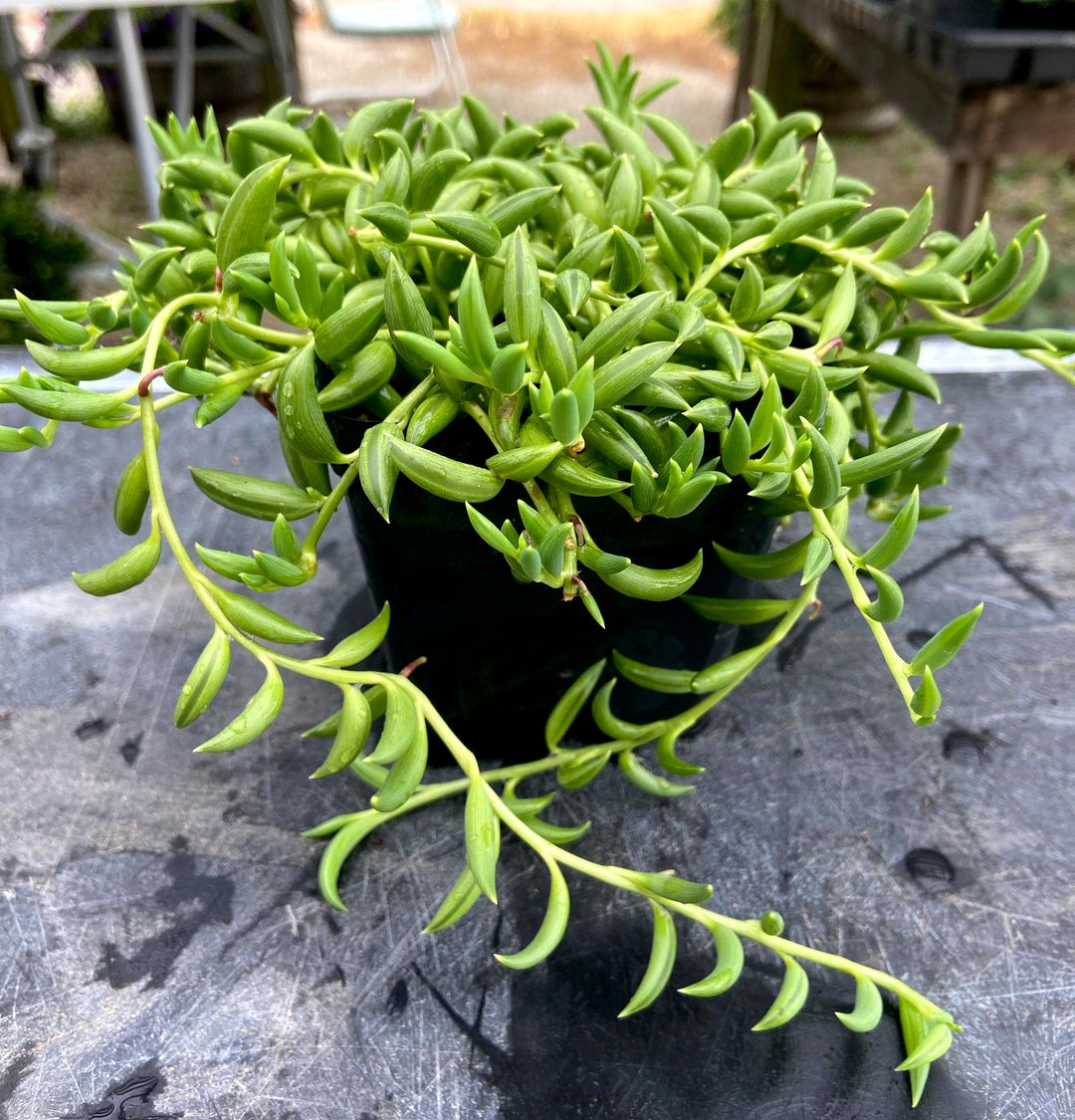 QUIRKY String of Fish Hooks Succulent/well Established Plant/3.5 Inch ...