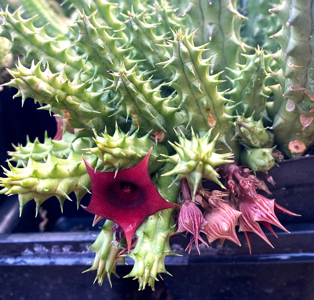 DRAMATIC Red Dragon Blood Flower Succulent/huernia Schneideriana/well ...