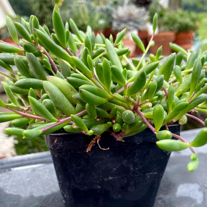 MindBodyandSoil - Etsy