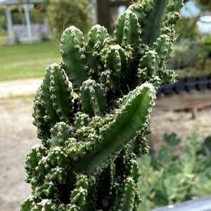 RARE & Unique/fairytale Cactus/barbed Wire Cactus/triangle Cactus ...