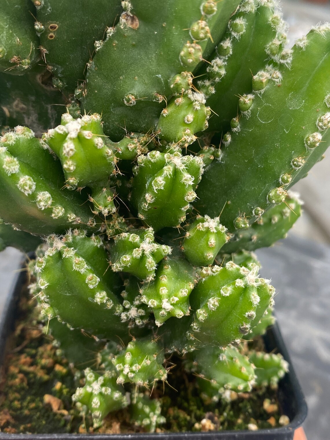 RARE & Unique/fairytale Cactus/barbed Wire Cactus/triangle Cactus ...