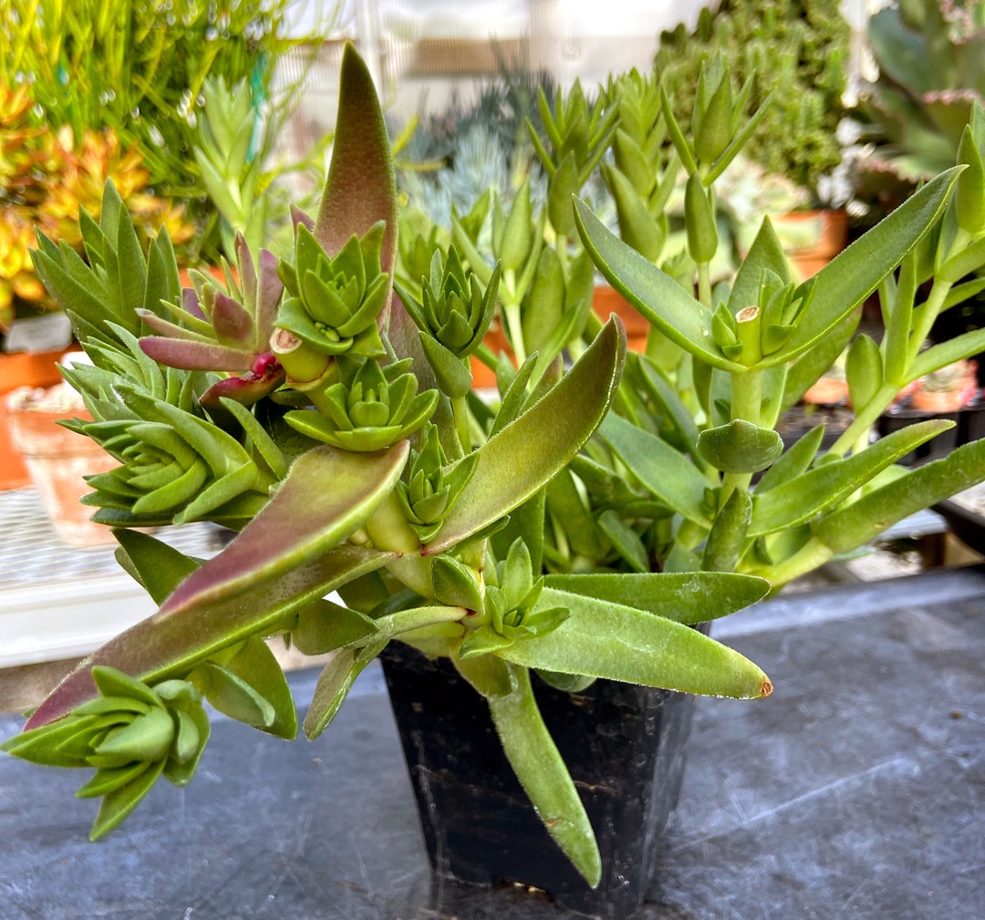 RARE Shark’s Tooth Succulent/rooted Succulent/4” Tall/3” to 4” Branches ...