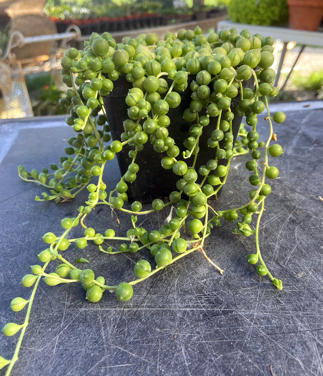 IRRESISTIBLE String of Pearls/senecio Rowleyuanus/up to 6 Strings ...