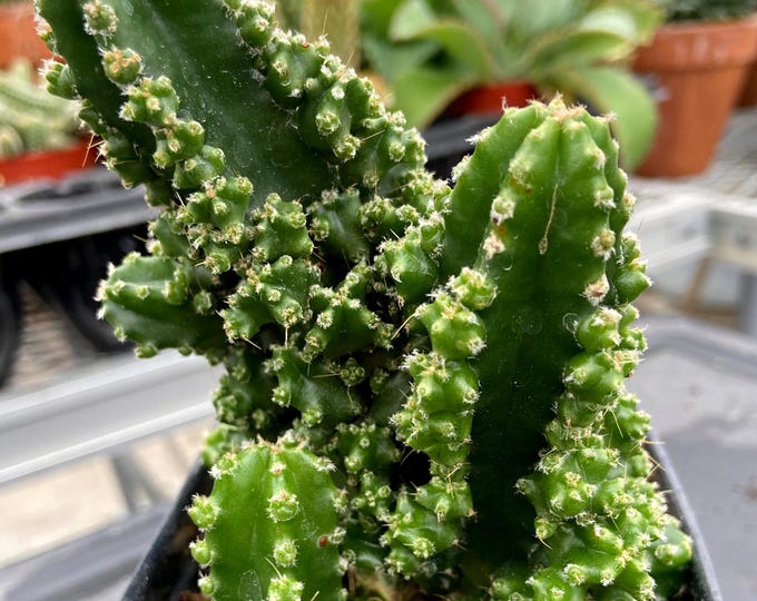 RARE & Unique/fairytale Cactus/barbed Wire Cactus/triangle Cactus ...