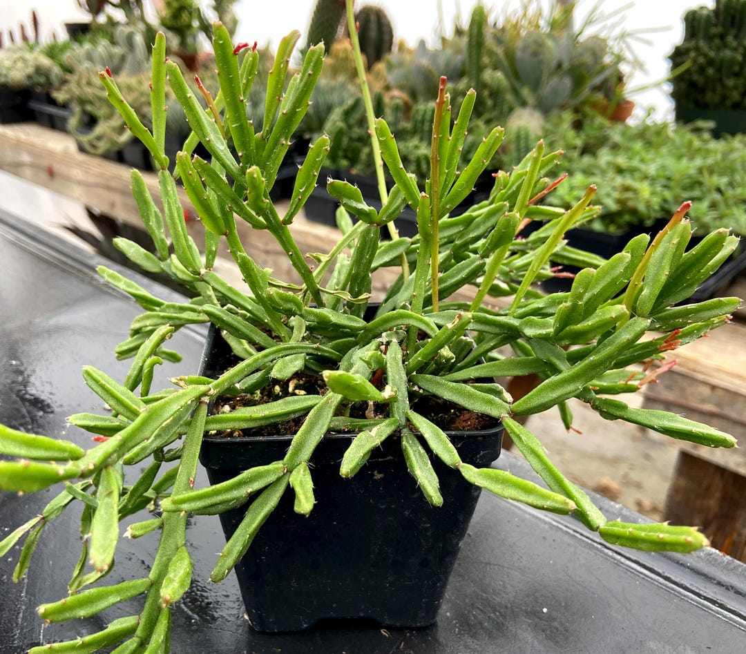 UNIQUE Rhipsalis Trigona/jungle Cactus/three-angled Mistletoe Cactus ...