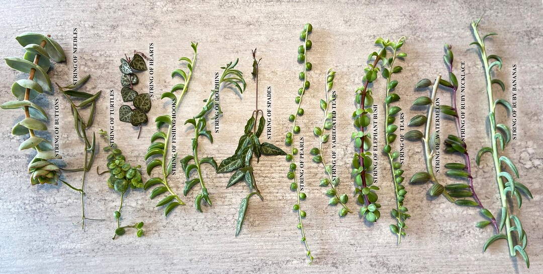 LARGE ASSORTMENT 35+ Unrooted Cuttings/strings and Trailing Succulents ...