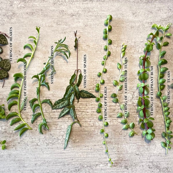 Trailing Succulents - Etsy