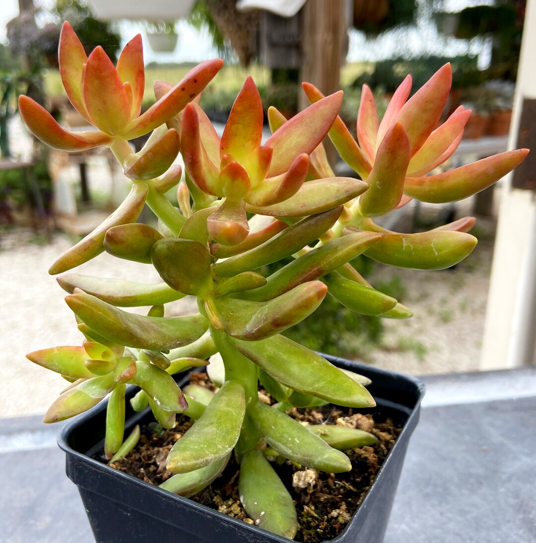SUNSET COLORED Sedum Nussbaumerianum/coppertone Stonecrop/well ...
