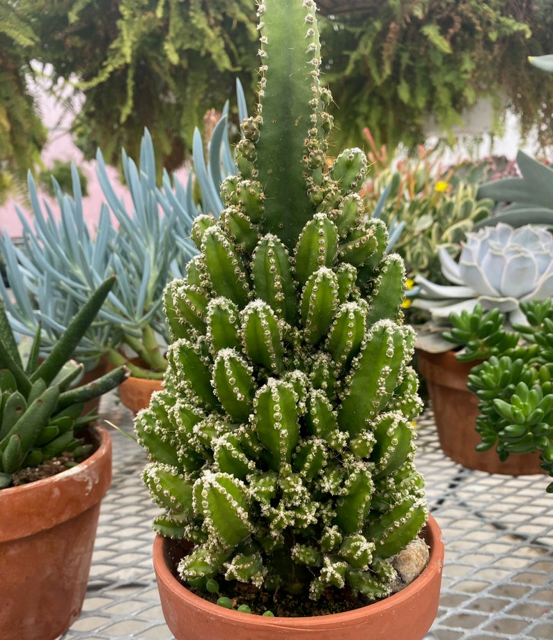 RARE & Unique/fairytale Cactus/barbed Wire Cactus/triangle Cactus ...