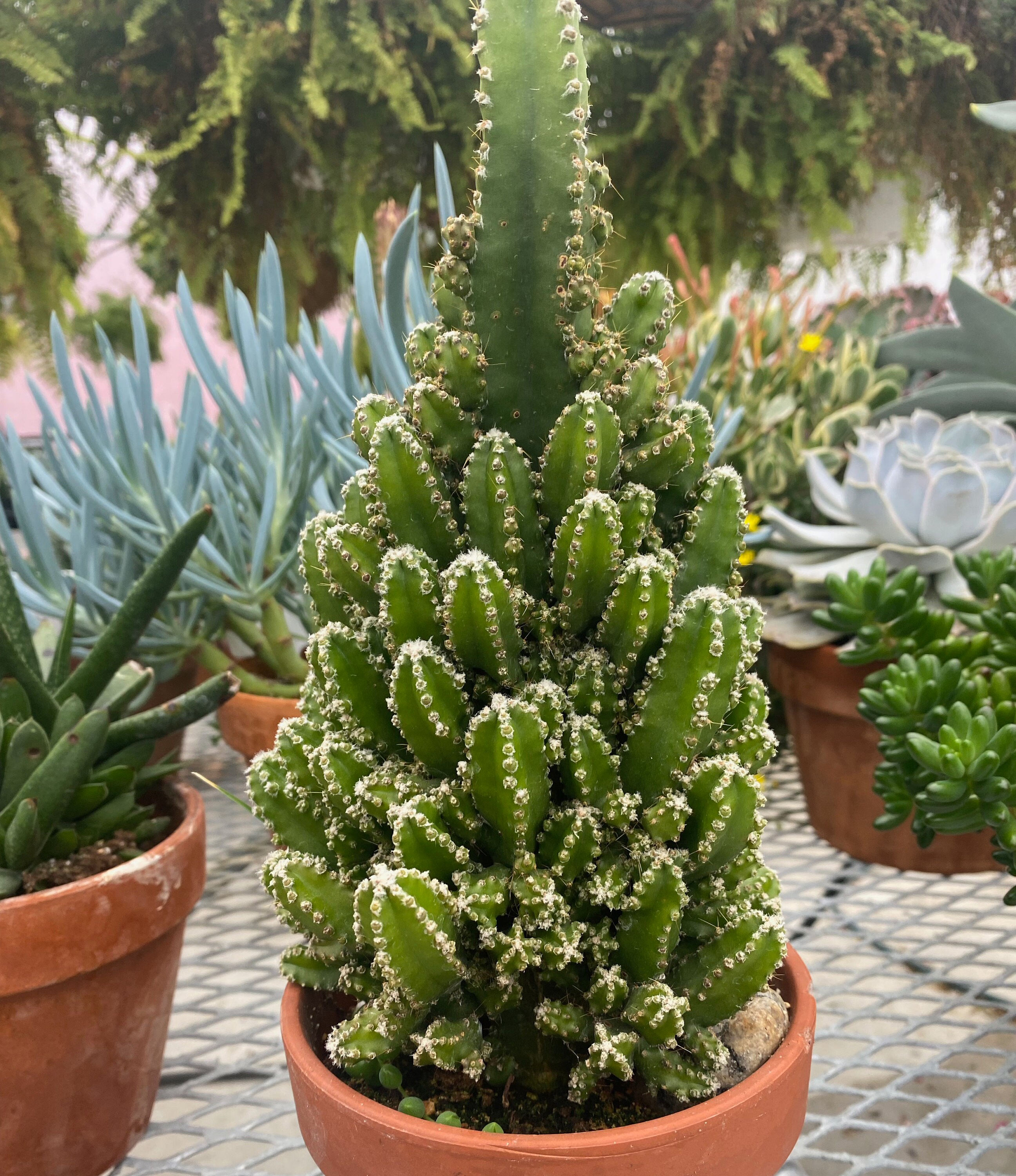 RARE & Unique/fairytale Cactus/barbed Wire Cactus/triangle Cactus ...