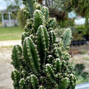 MindBodyandSoil - Etsy