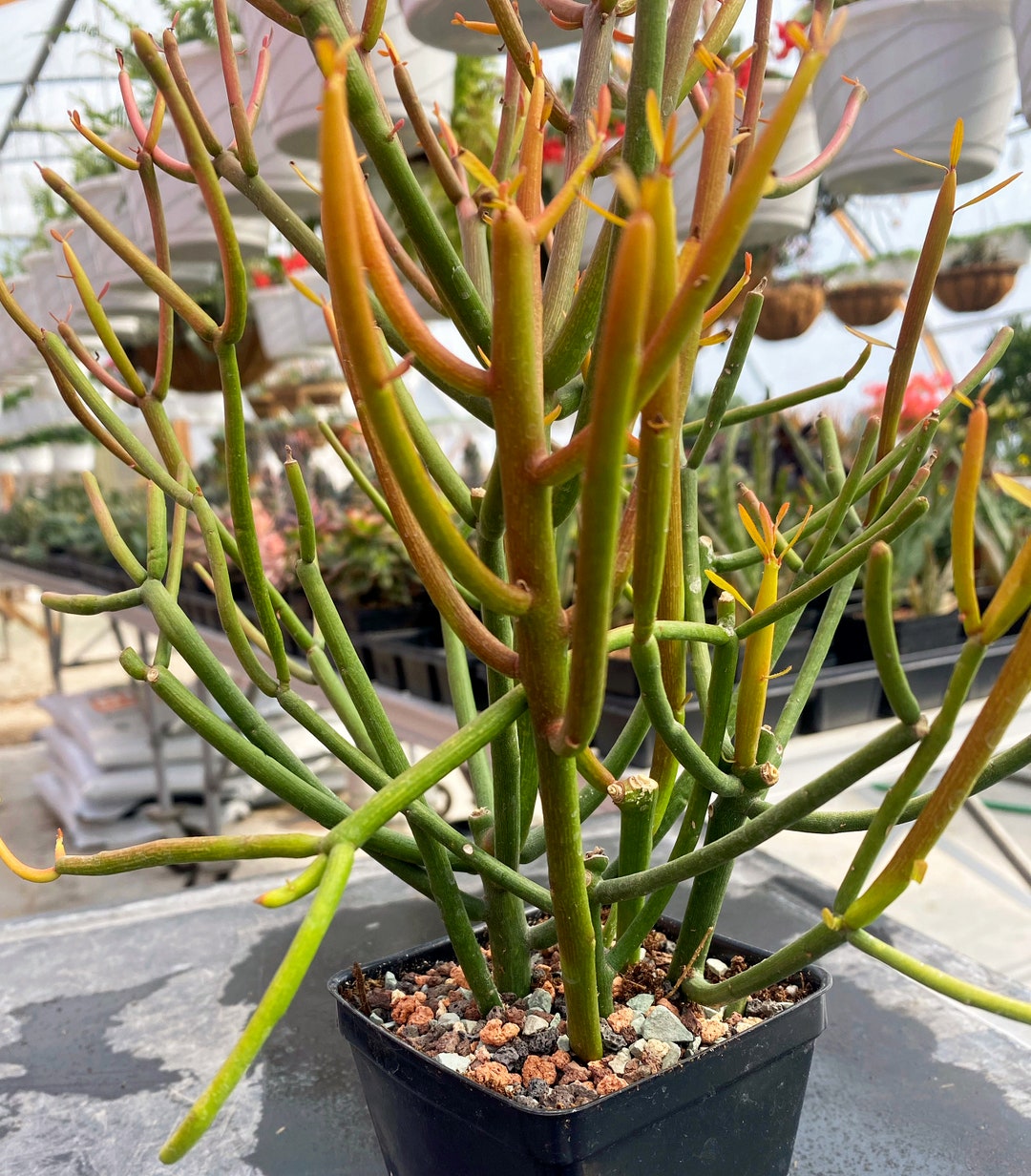 Striking/fire Sticks/euphorbia/pencil Tree/milkbush/finger Tree/well ...