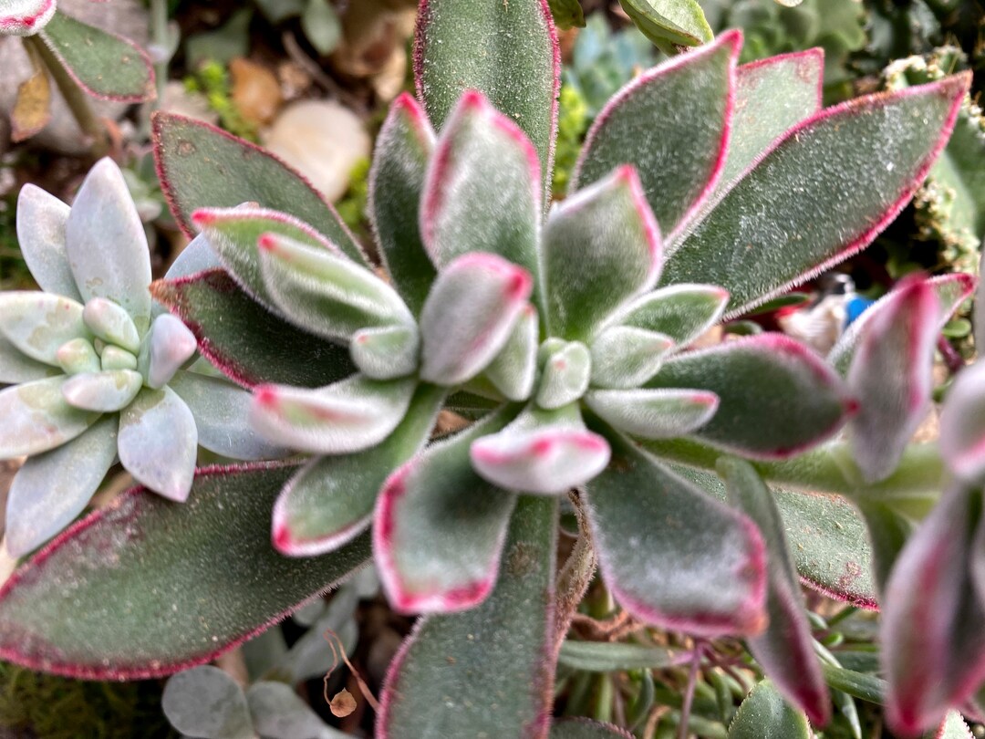 LUSH Ruby Slippers/chenille Plant/ruby Blush/red Velvet/echeveria ...