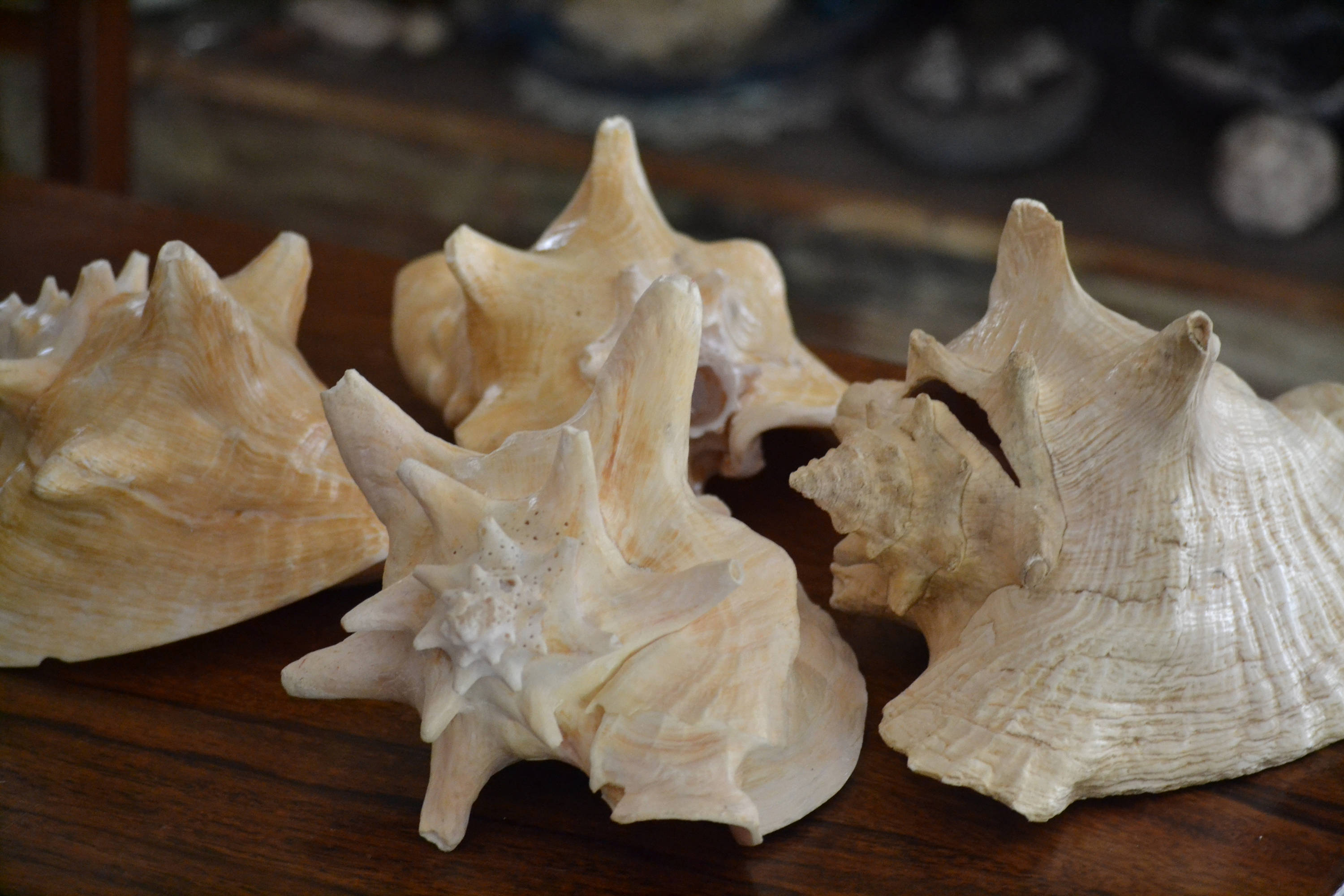 Conch Shells Set of 4 - Etsy