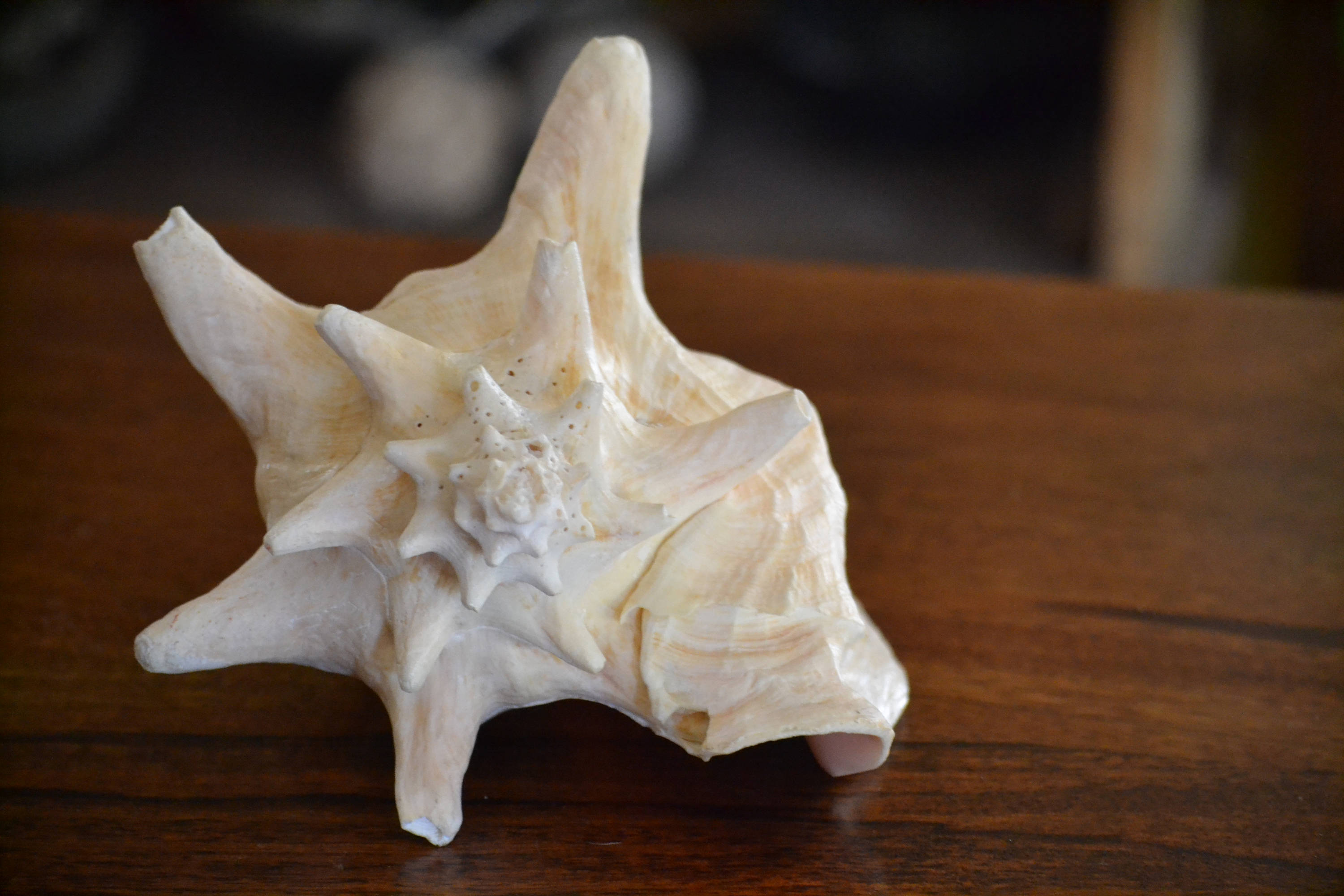 Conch Shells Set of 4 - Etsy