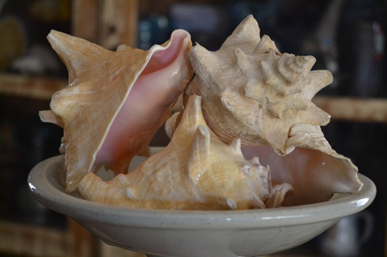 Conch Shells Set of 4 - Etsy