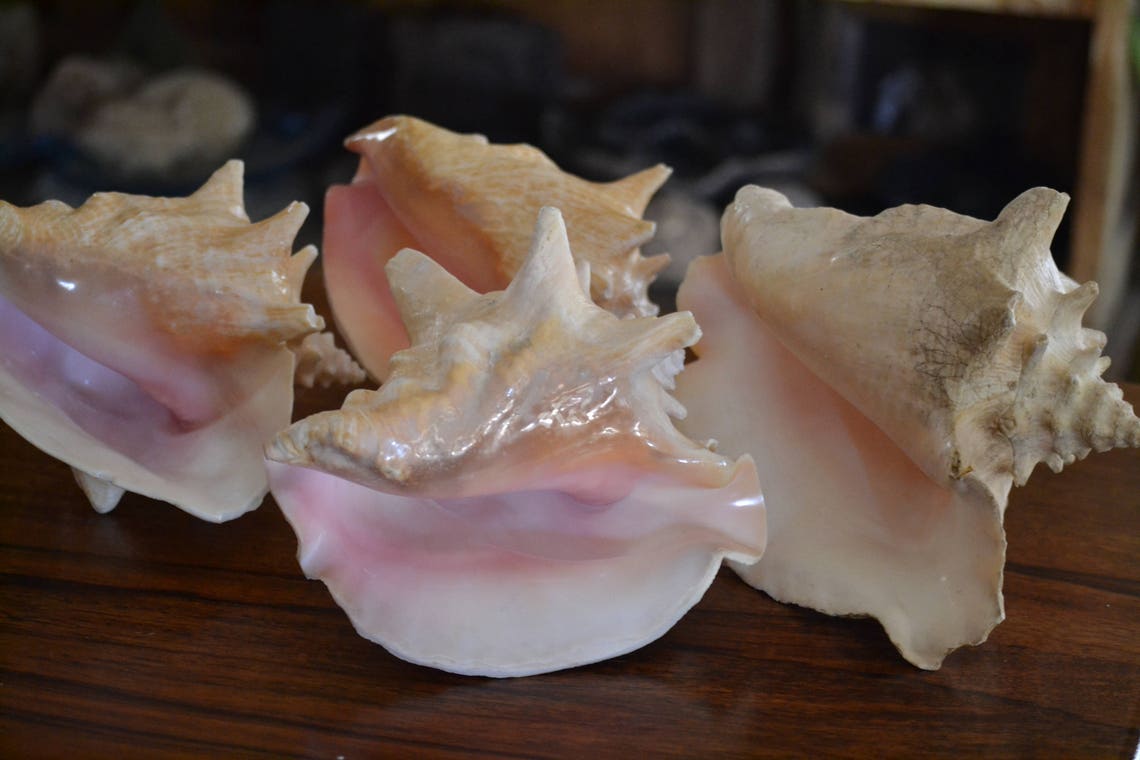 Conch Shells Set of 4 - Etsy