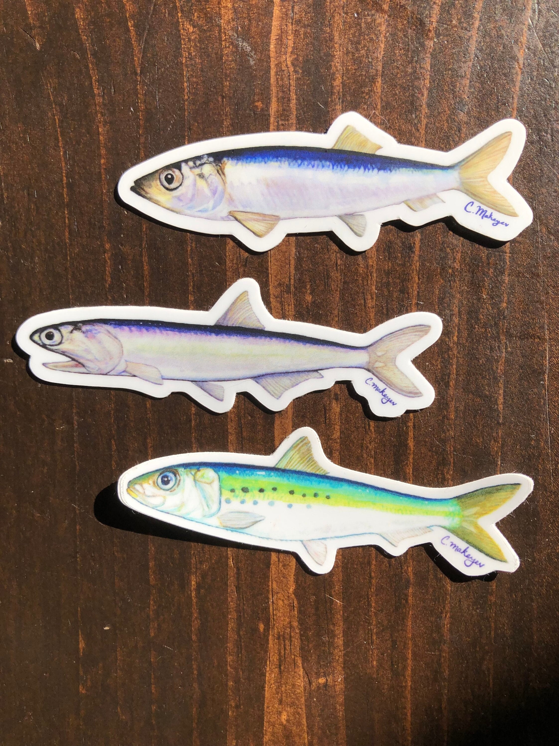 Kelley’s Whelk Sticker — Mermaid Scientist by Claudia Makeyev