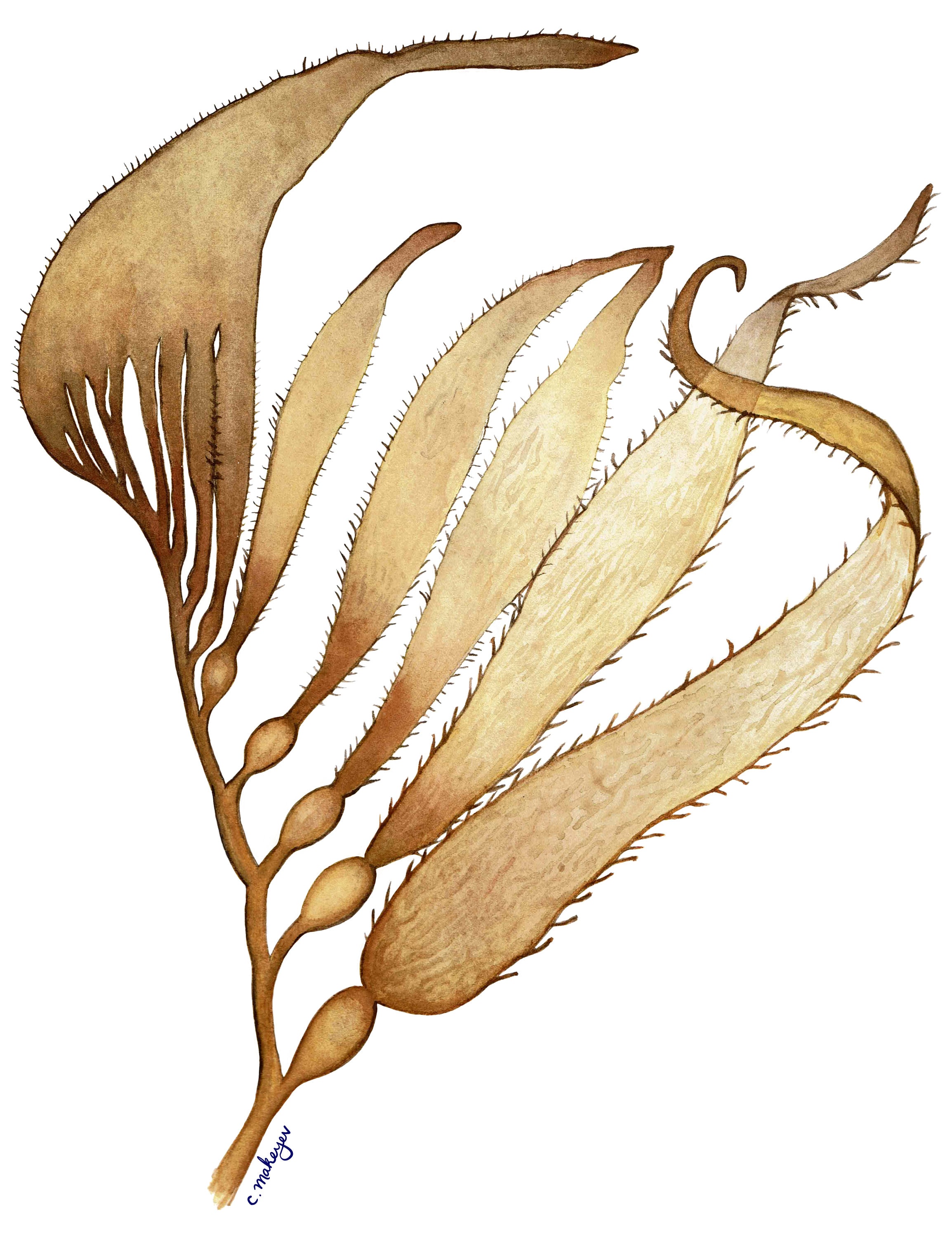 Giant Kelp Watercolor ARCHIVAL SIGNED PRINT - Etsy