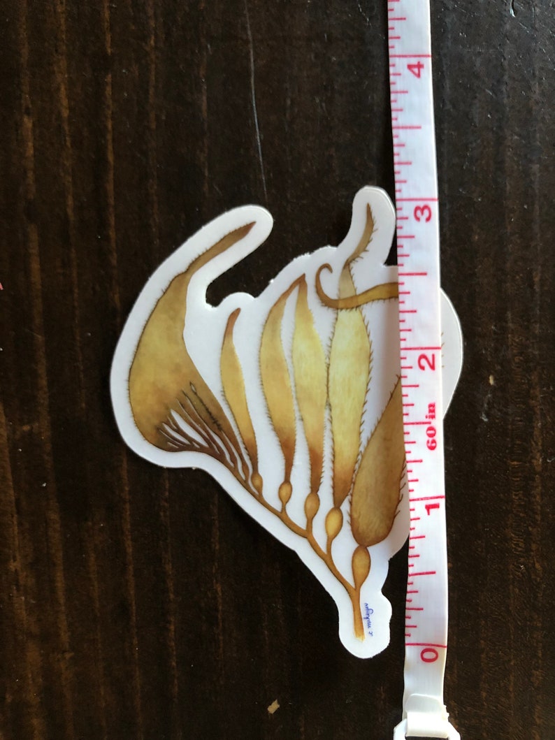 Giant Kelp Sticker - Etsy