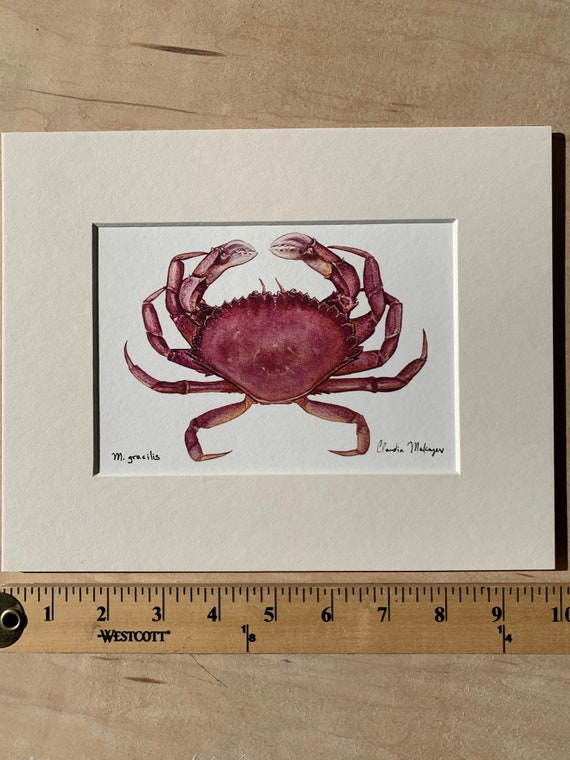 Crab Scientific Illustration