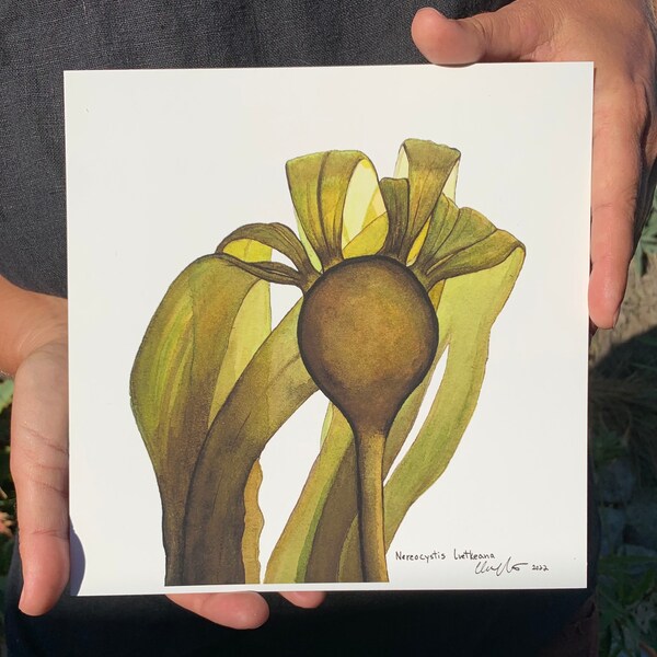 Sea Kelp Print - Etsy