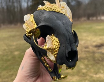 Bobcat Skull, Real Bone, Natural - Etsy