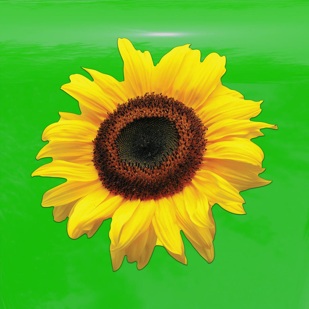 Realistic Sunflower Decal - Vinyl Sticker for Cars, Laptops, Windows ...