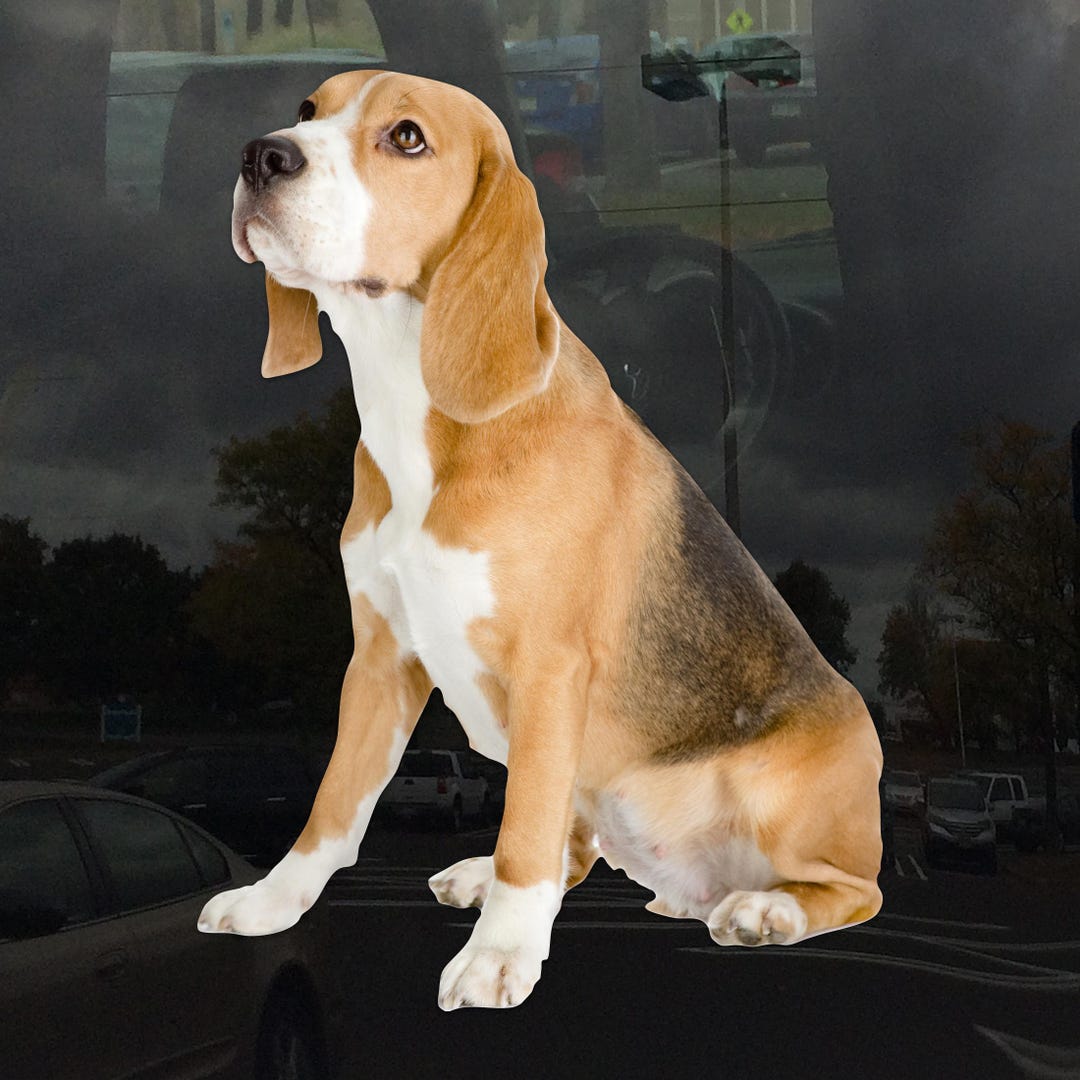 Beagle Puppy Dog Window Cling - Vibrant Static Cling for Glass Indoor ...