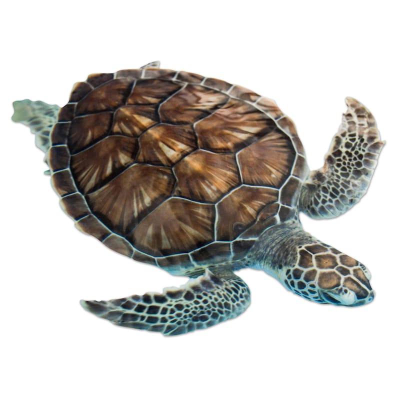 Photo Realistic Swimming Sea Turtle Window Cling - Vibrant Static Cling ...