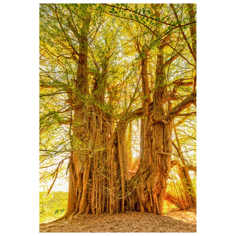 Ginkgo Sunray Shrine treegirl Nude Fine Art Print - Etsy