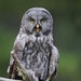 Vocalizing Great Grey Owl - Giclee Prints - Etsy