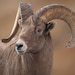 Portrait of a Bighorn Sheep Ram Giclee Prints - Etsy