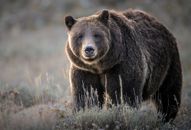 Matriarch Photograph of Grizzly 399 High Quality Giclee Print - Etsy
