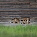 Coyote Pups in a Barn - Giclee Photography Prints - Etsy