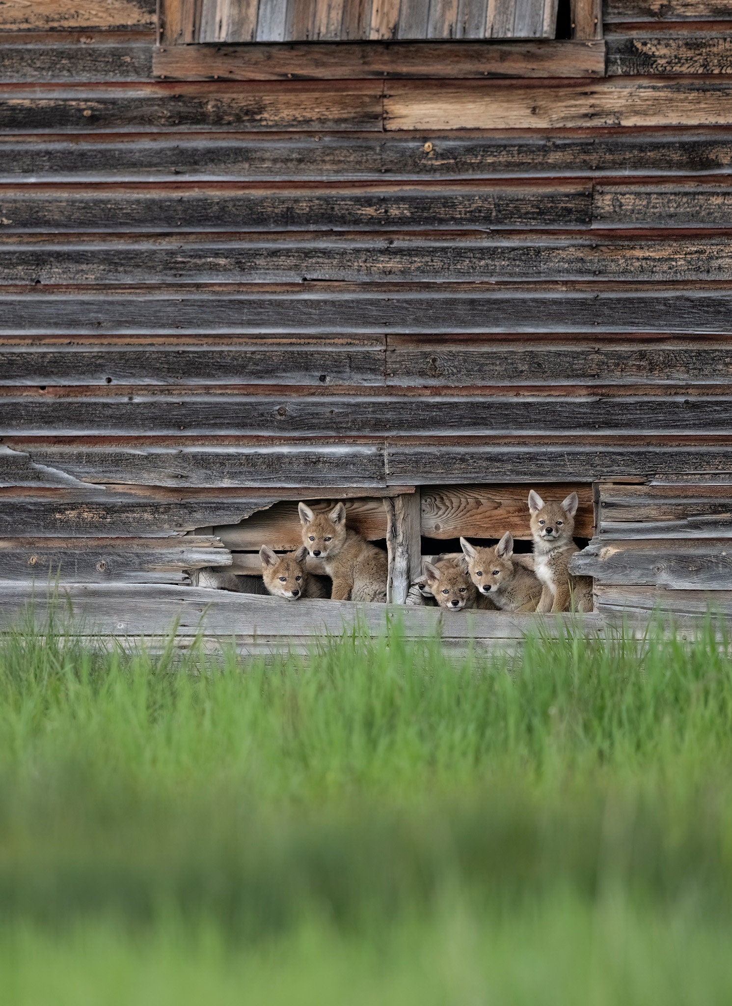 Coyote Pups in a Barn - Giclee Photography Prints - Etsy